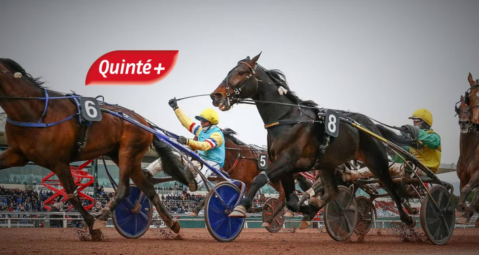 Pronostic PMU. Bases et Tocard. Quinté du Mercredi 13/11/24